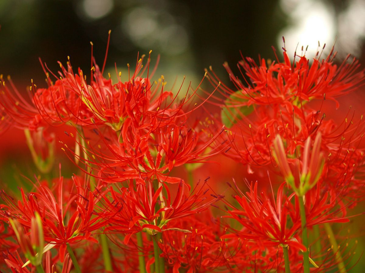 赤の誘惑7 | GANREF