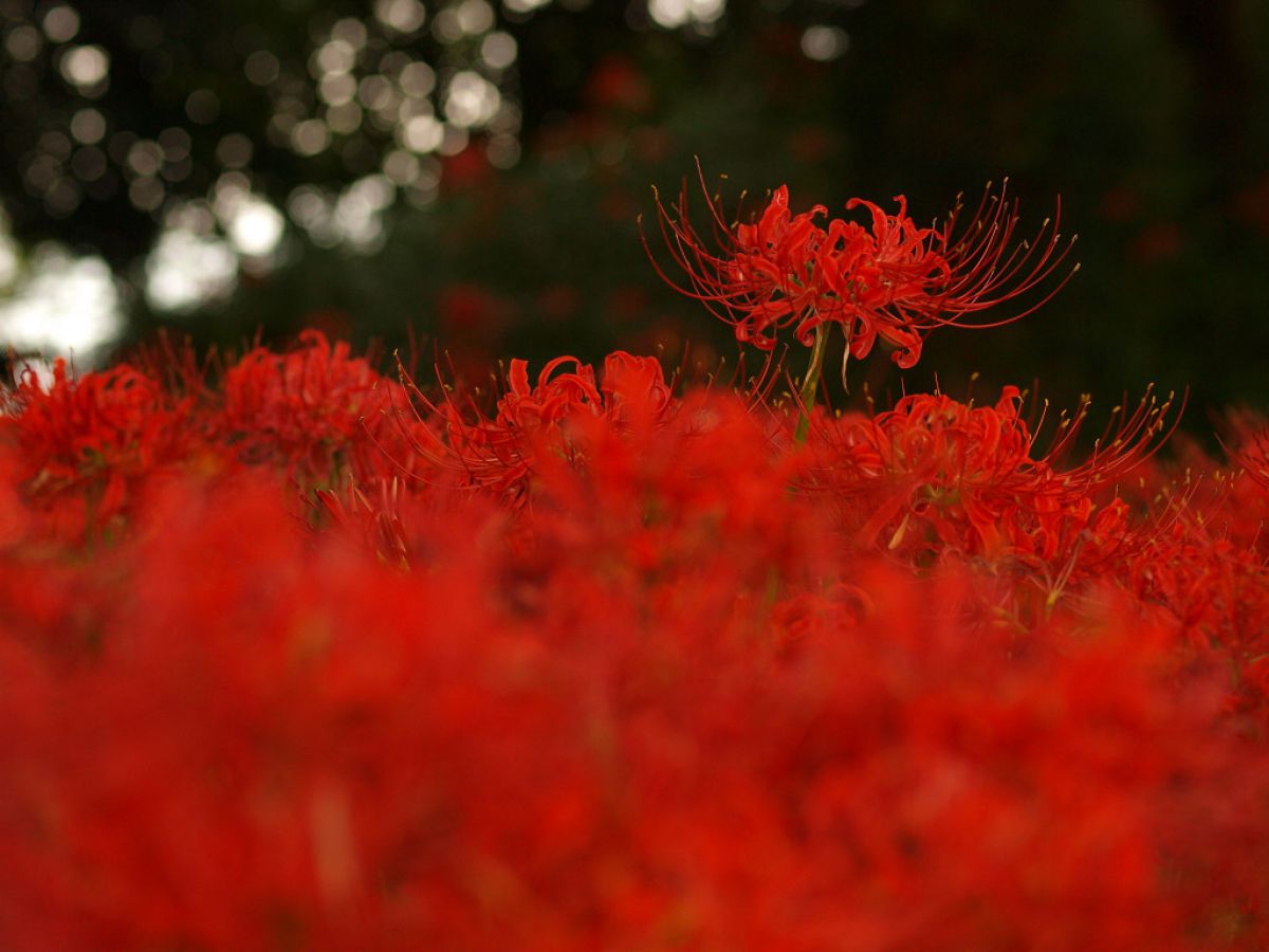 赤の誘惑2 | GANREF