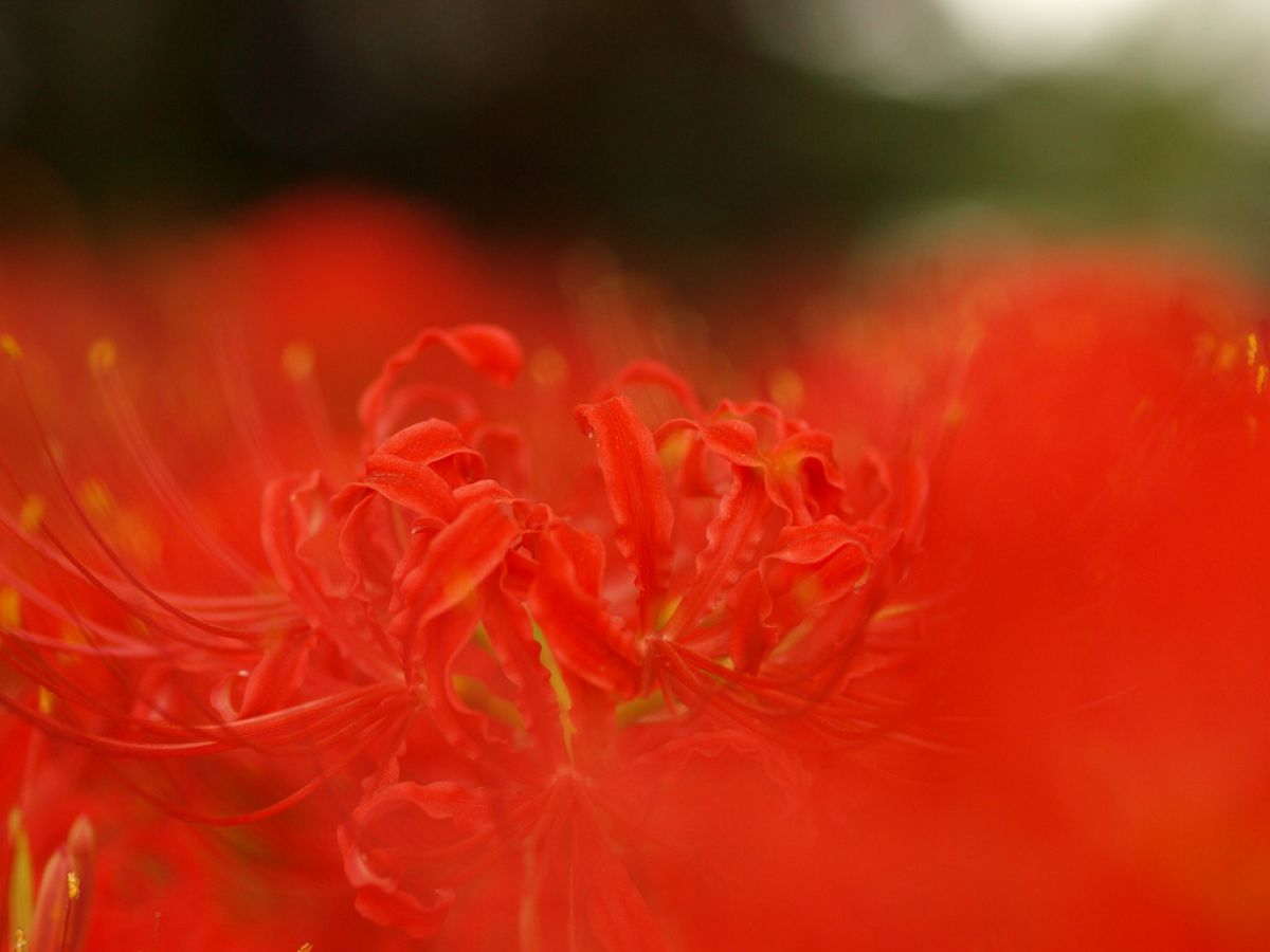 赤の誘惑4 | GANREF