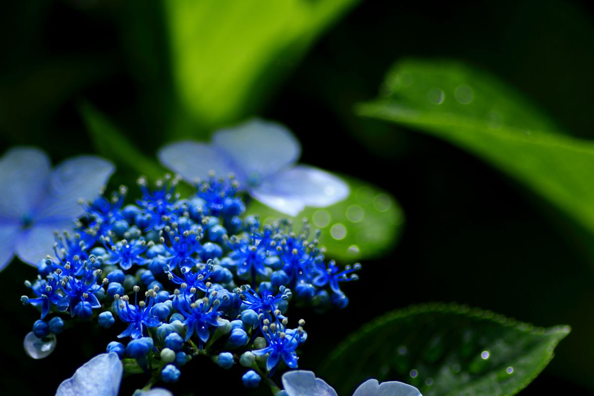 ～After the rain～ | GANREF