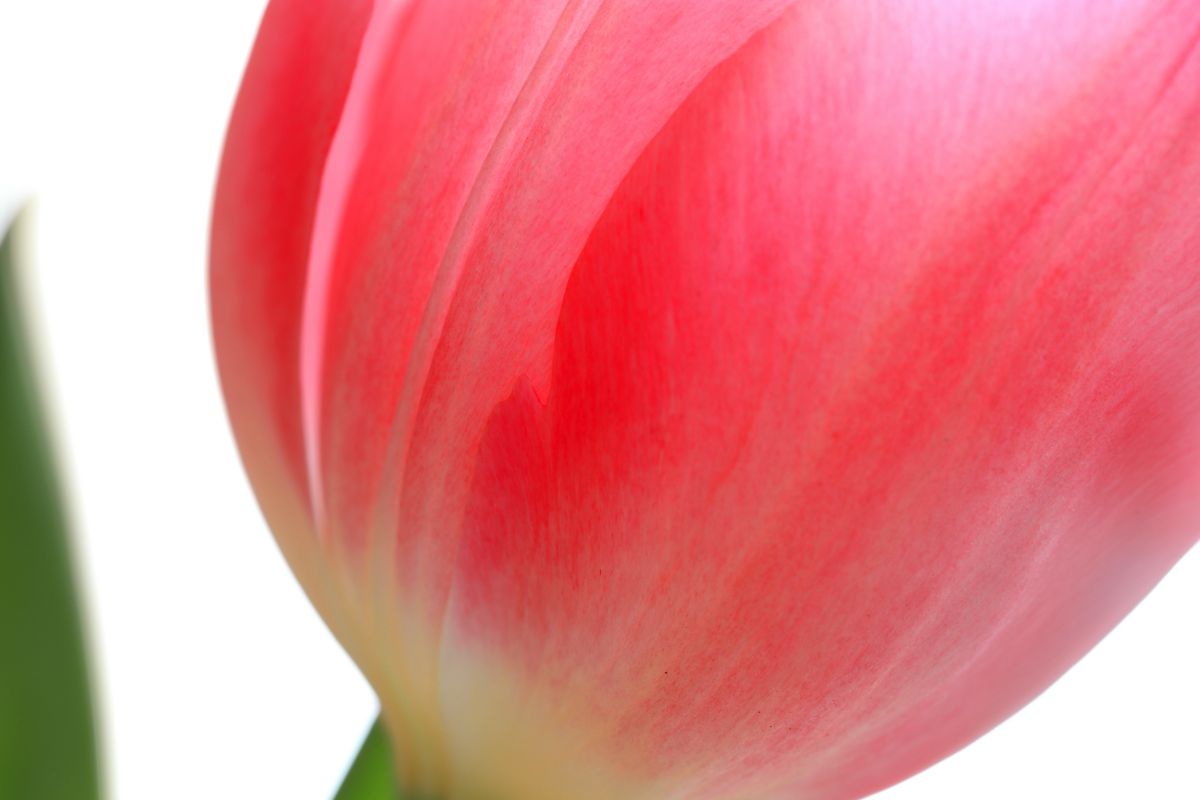 ～Pink Tulip～ | GANREF