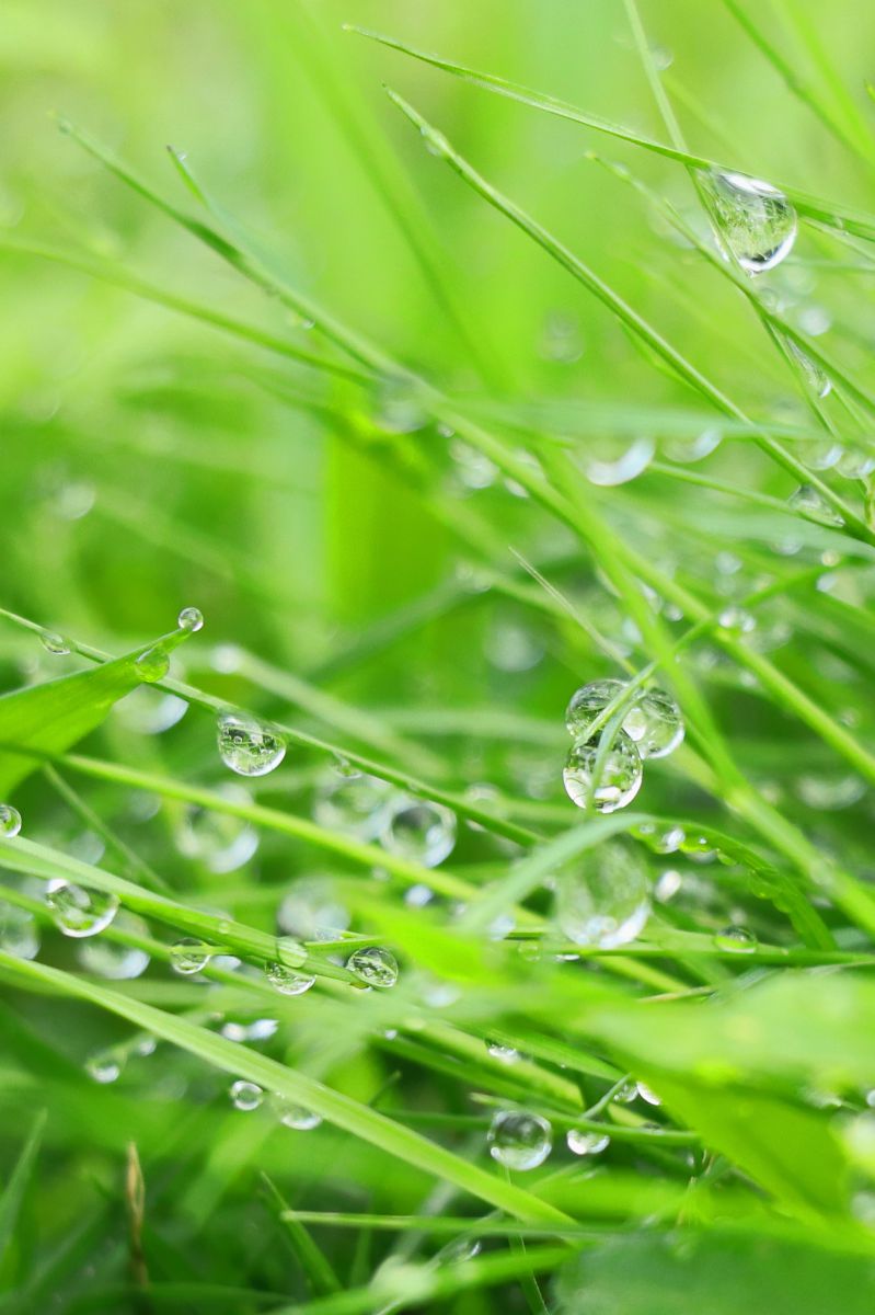 ～Drops～ | GANREF