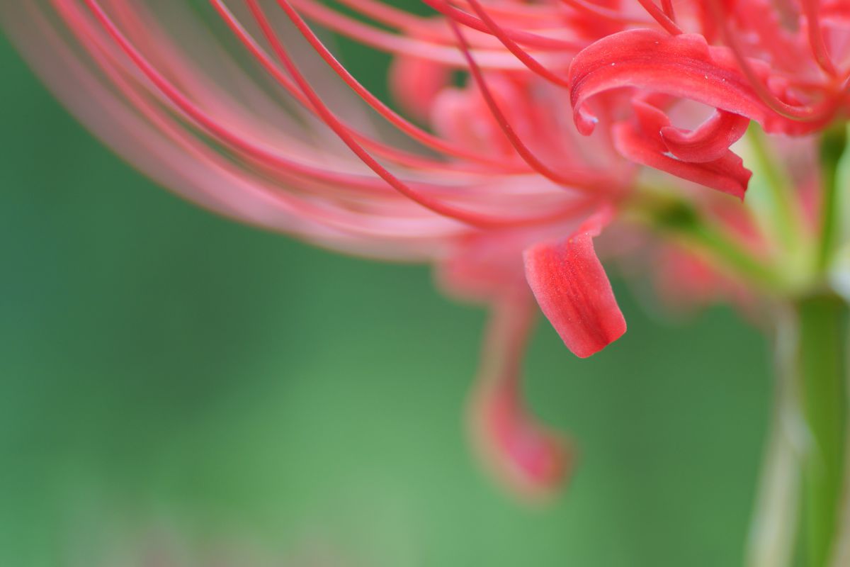 情熱という名の優しさ・・・ | GANREF