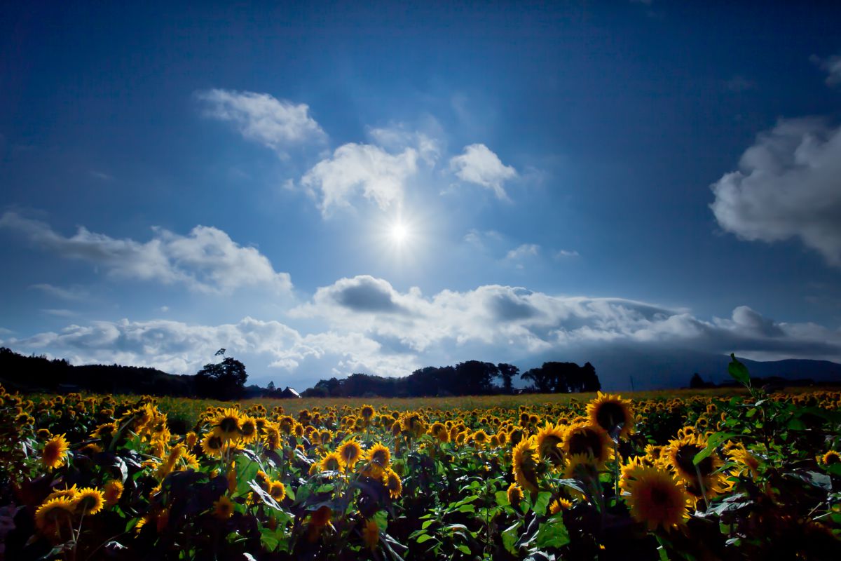 Summer of the sunshine | GANREF