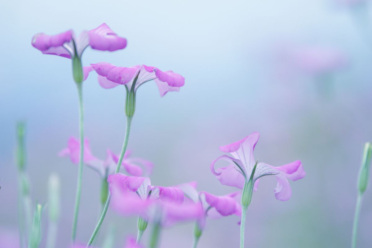 朝～静かなはじまり～ | GANREF