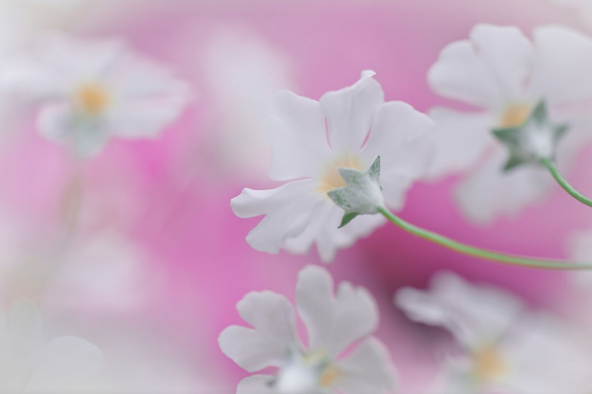 Sweet Memories | GANREF