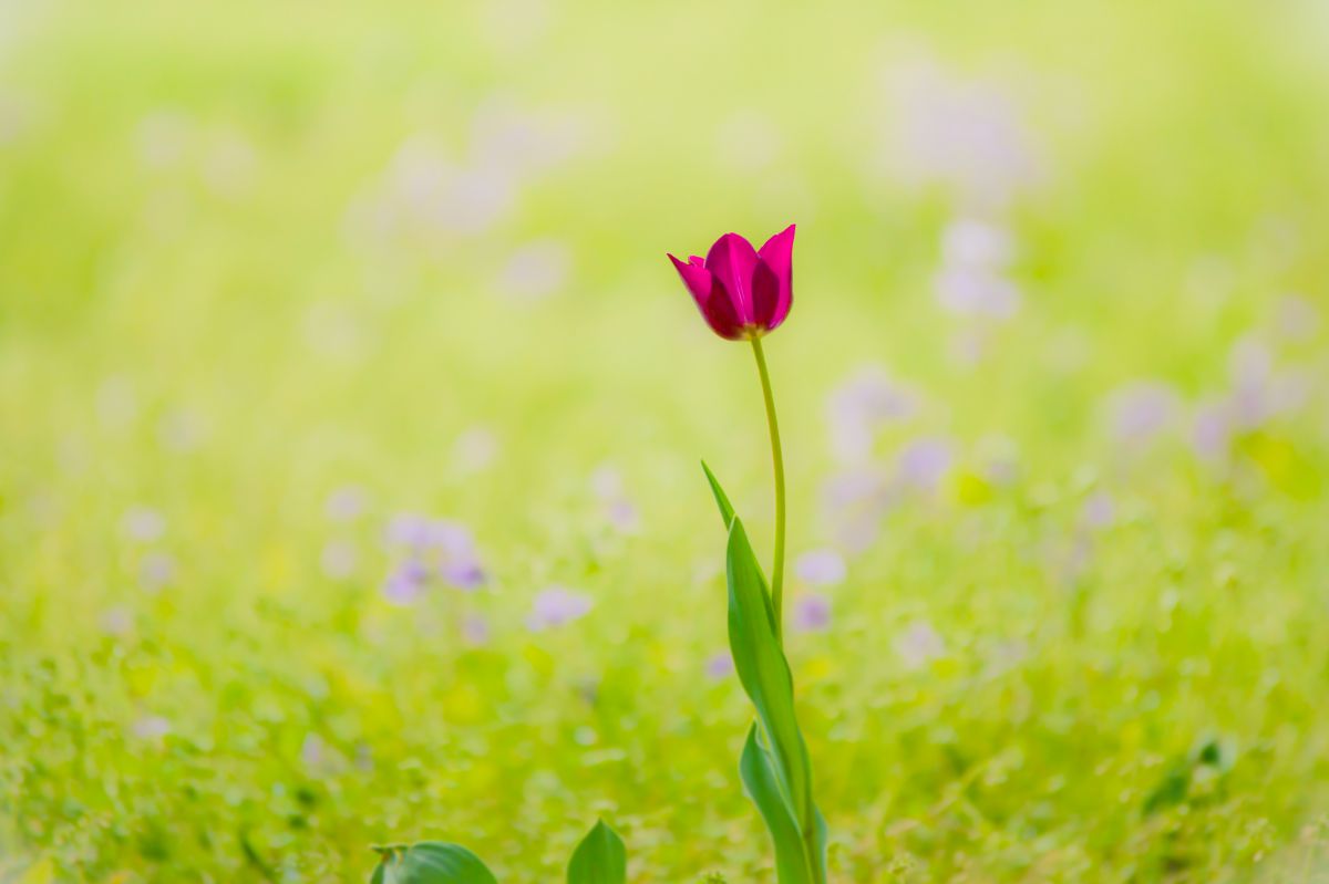 僕だけの Only one | GANREF