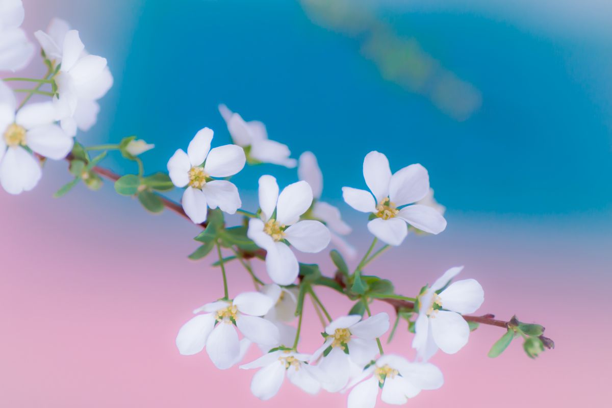 Sweet Memory | GANREF