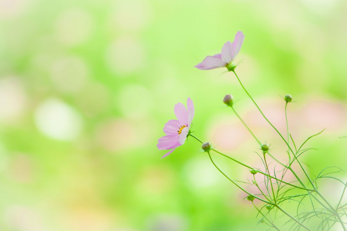 君をつつむ風になりたい・・・ | GANREF