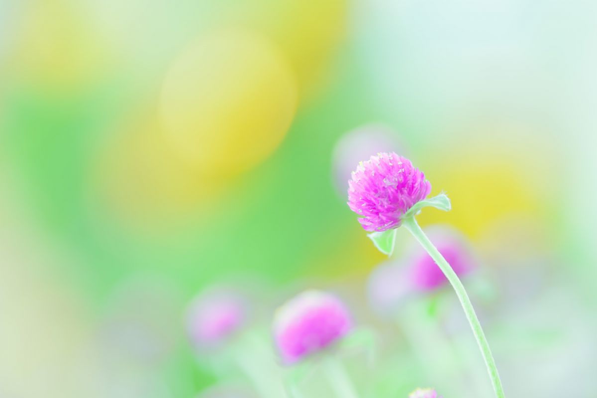 やさしい気持ち♪ | GANREF