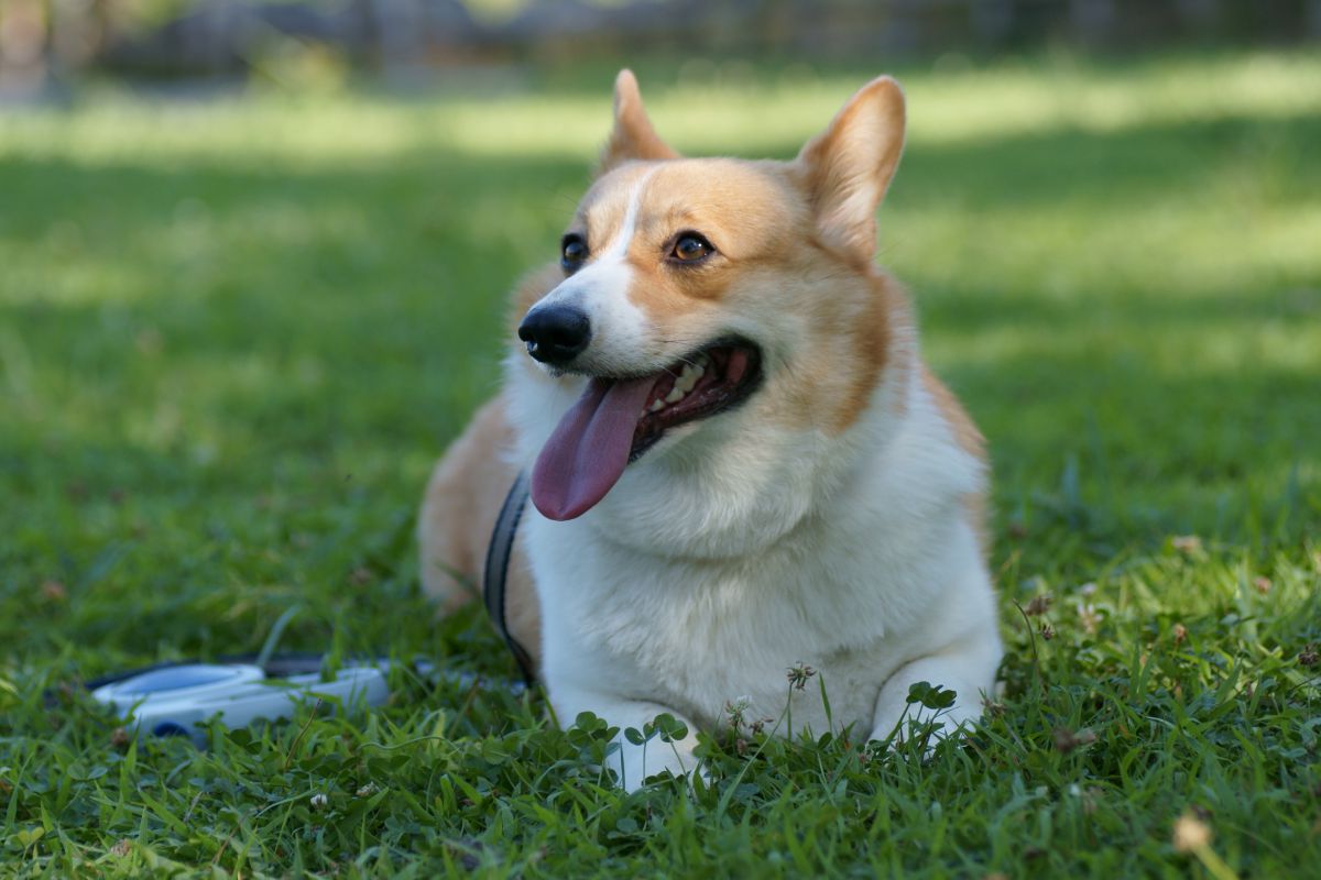 暑くてベローン♪ | GANREF