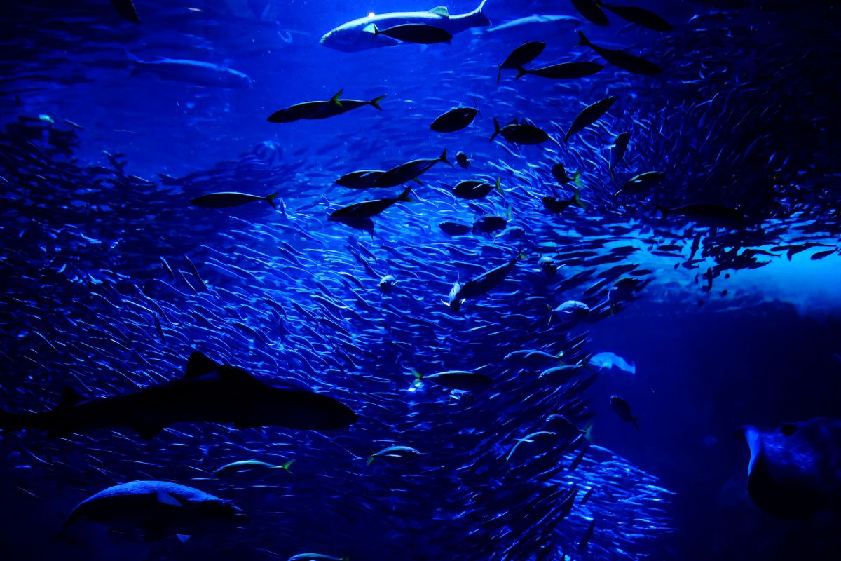 Deep Blue Ⅰ | GANREF