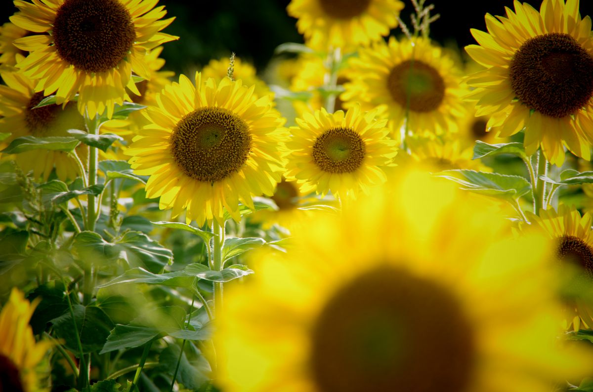 Sunflower | GANREF