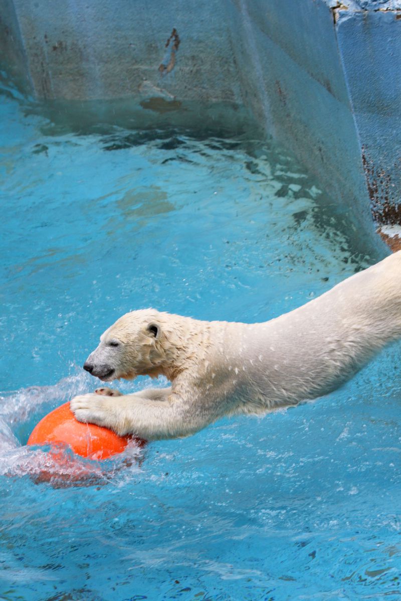 Diving！！ | GANREF