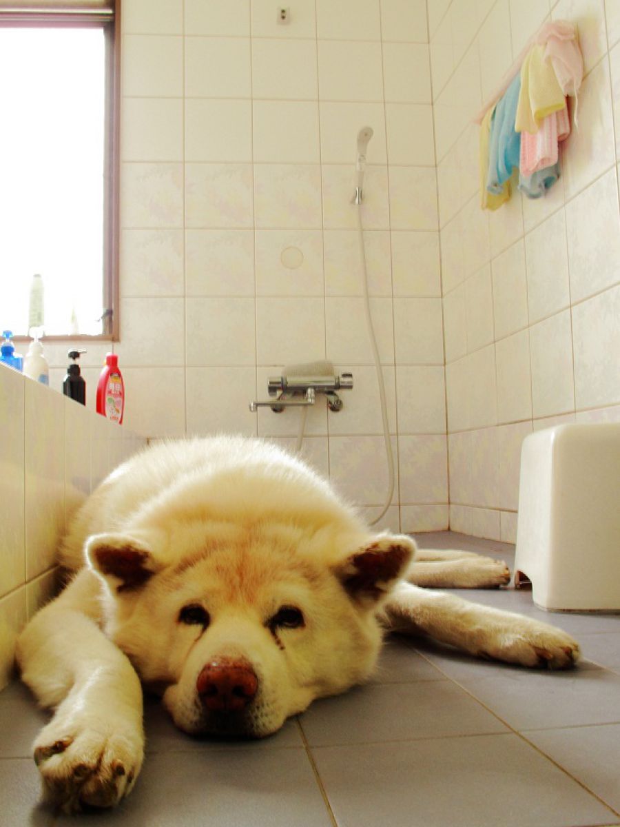 Dog in the bathroom | GANREF