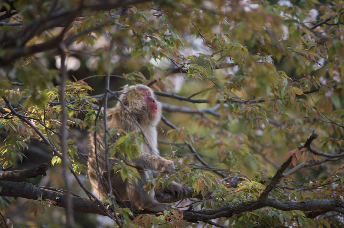 Cherry Monkey | GANREF