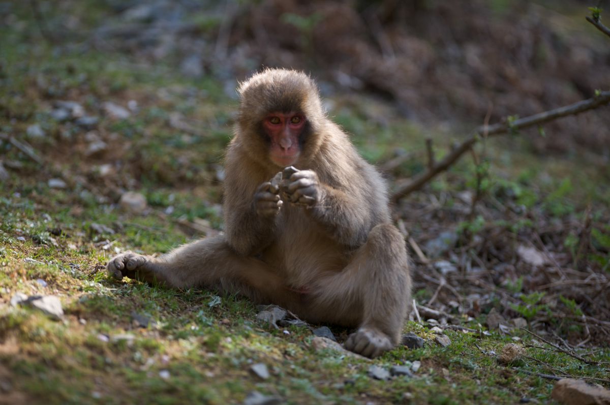 Cherry Monkey | GANREF