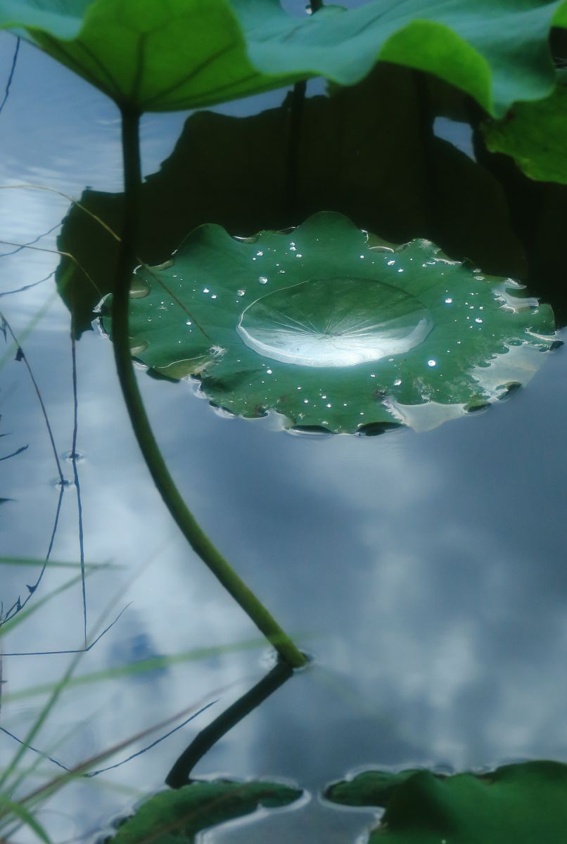 water shining | GANREF