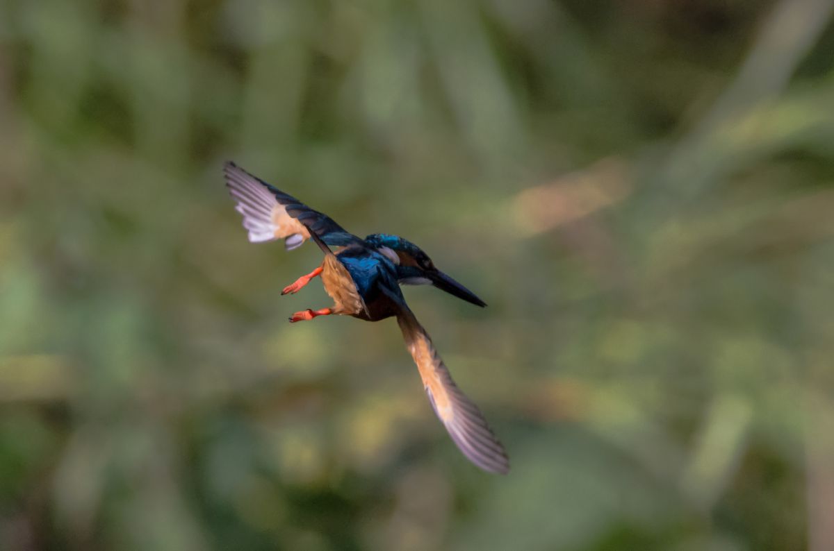 後ろから失礼します | GANREF