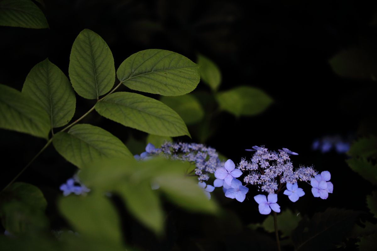 アジサイ | GANREF