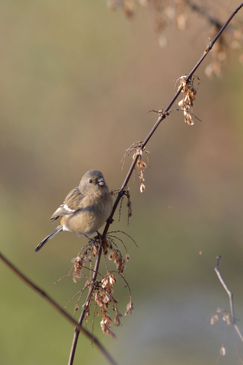 Long-tailed Rosefinch ♀ | GANREF