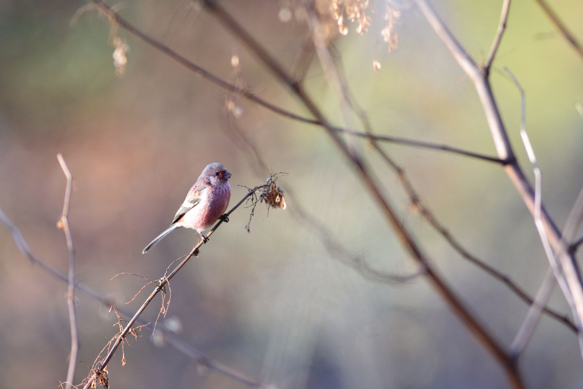Long-tailed Rosefinch | GANREF