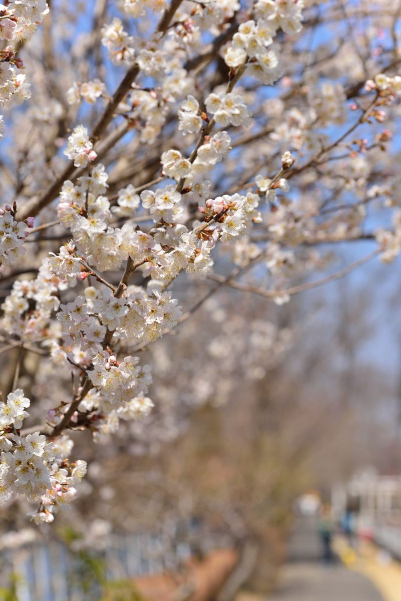 White Plum blossom | GANREF