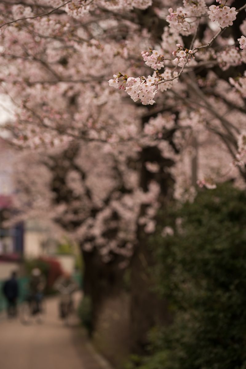 SAKURAを愉しむ | GANREF