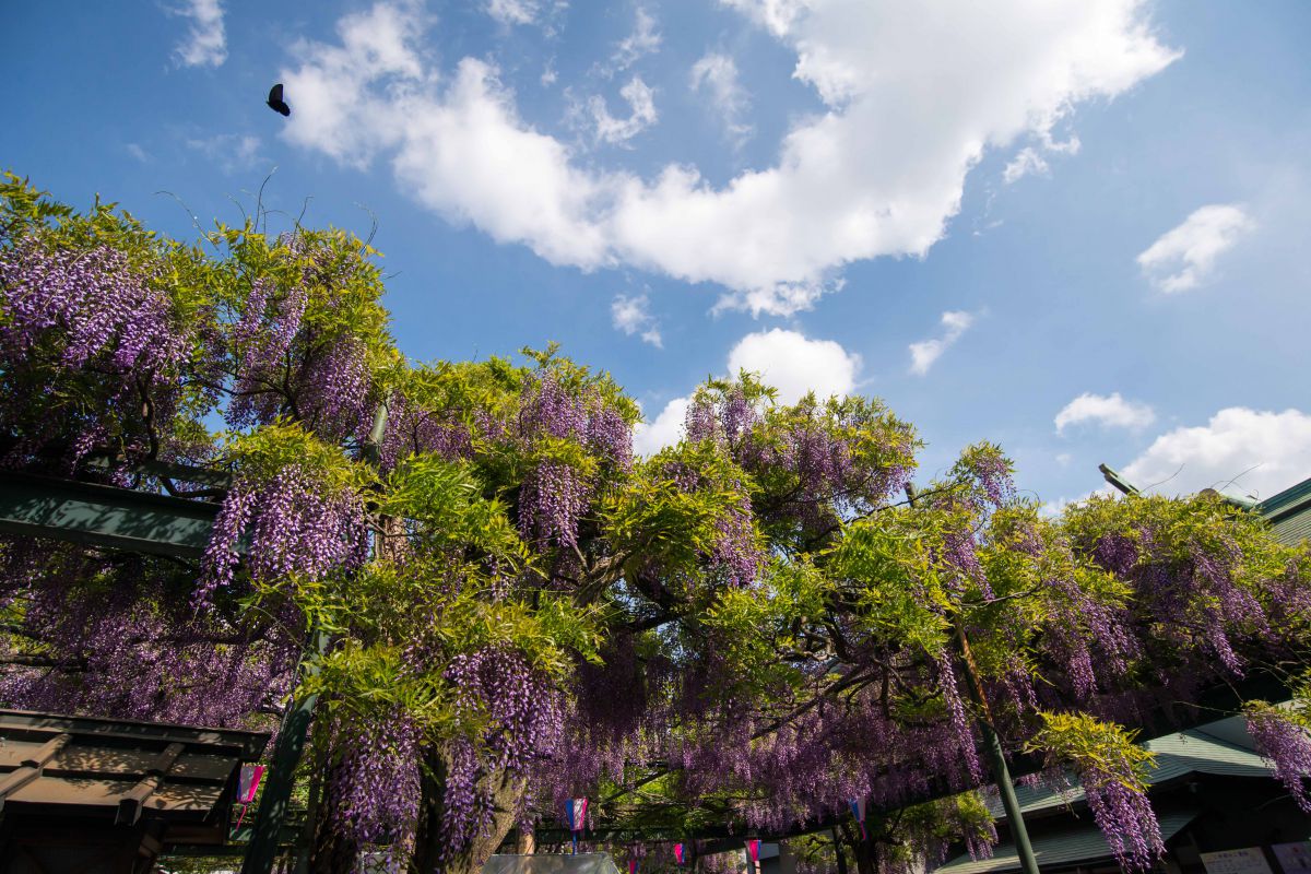 フジを見下ろして | GANREF