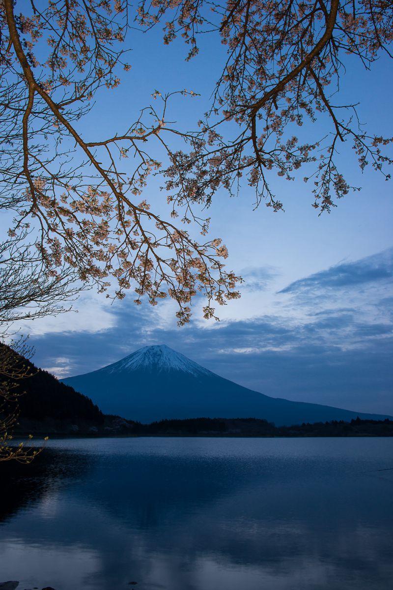 夜桜と富士 | GANREF