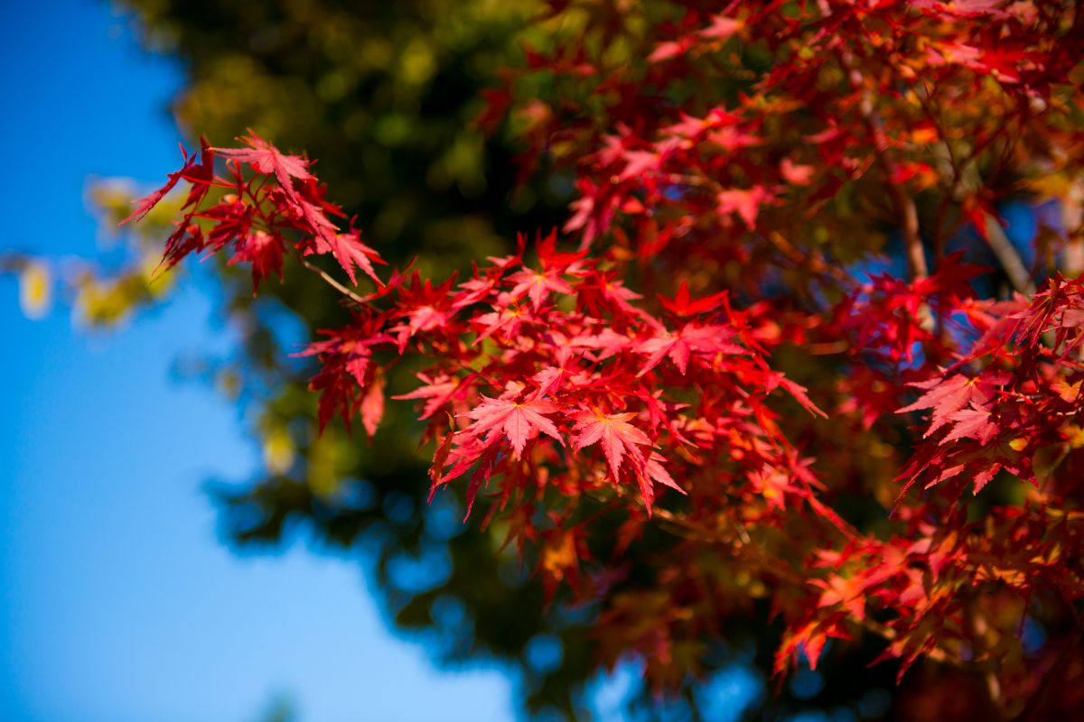 そろそろ見頃かな | GANREF