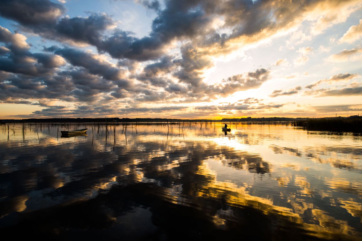 Golden swamp | GANREF