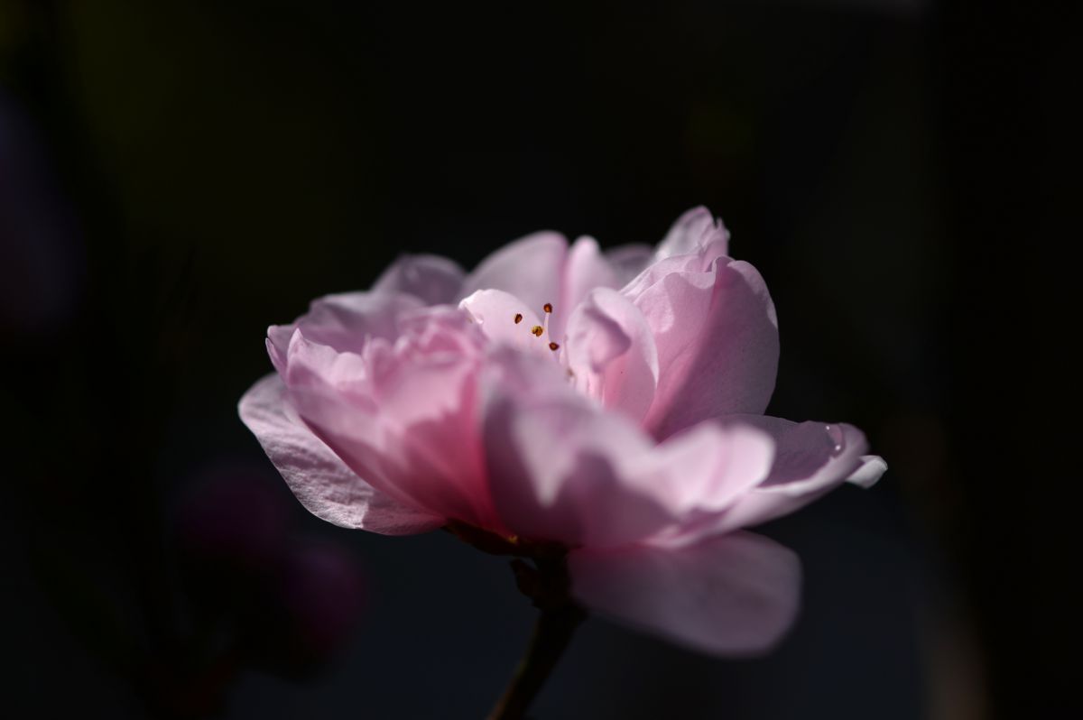 妖艶な花桃 | GANREF