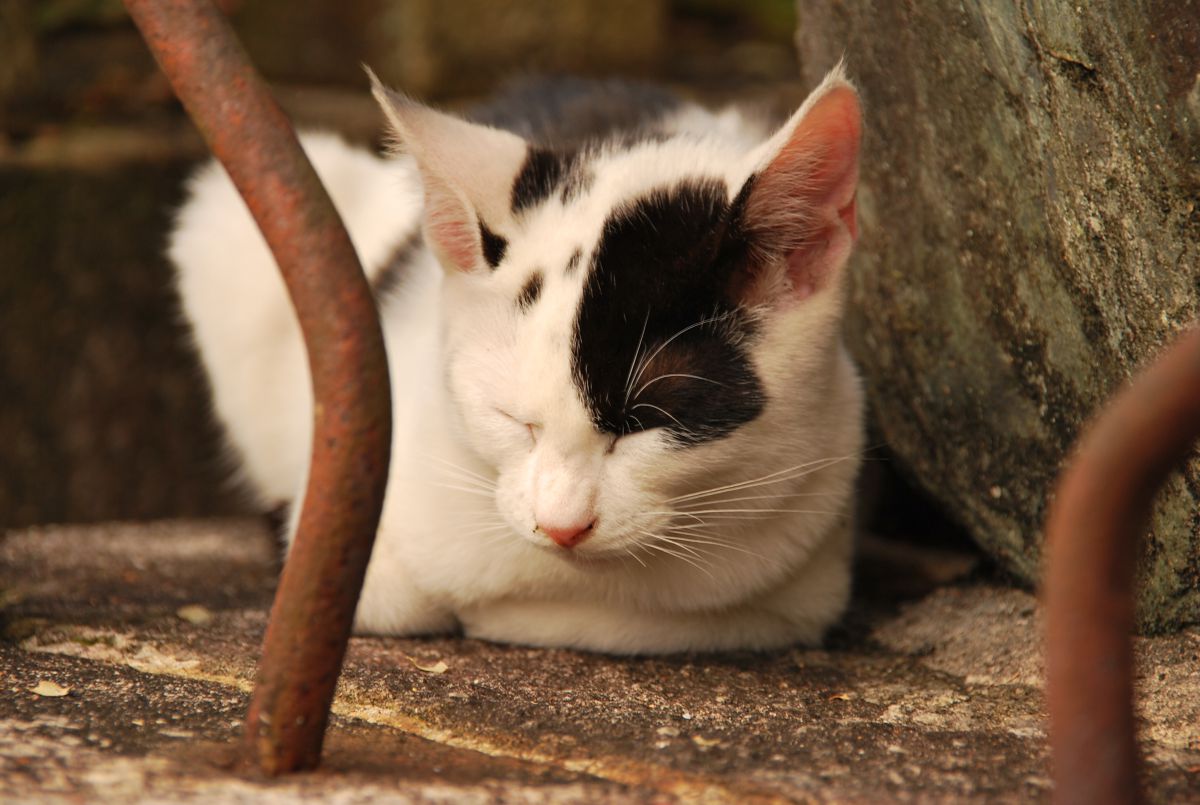 sleepy cats. | GANREF