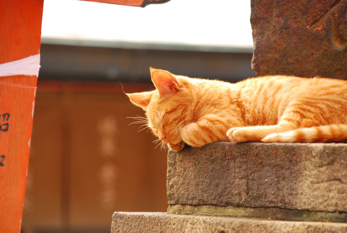 sleepy cats. | GANREF