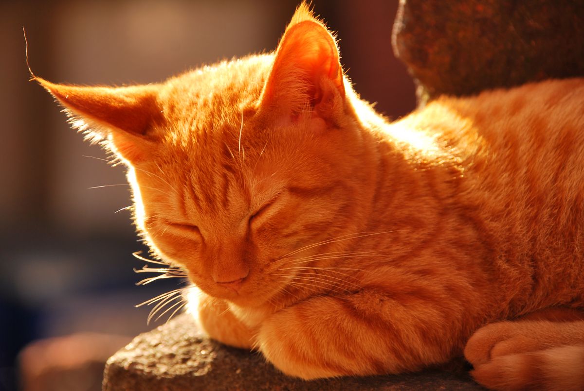 sleepy cats. | GANREF