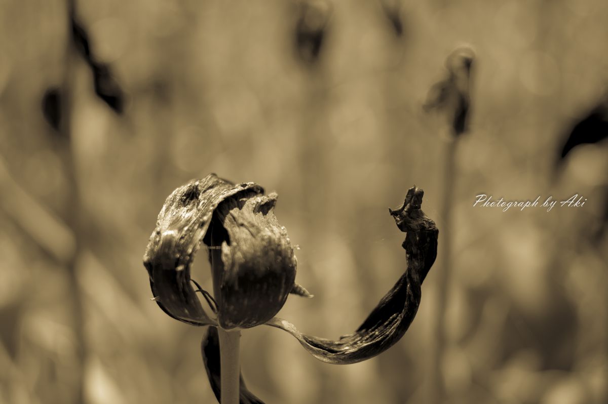 Strange Fruit | GANREF