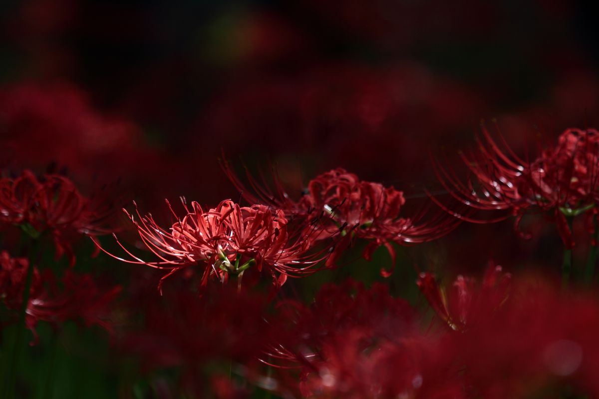 光を浴びて。 | GANREF