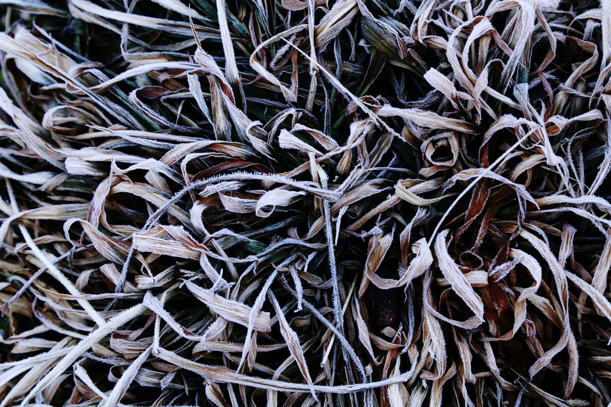 frozen grass | GANREF