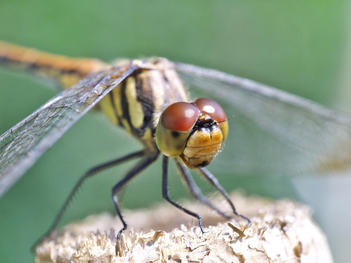 dragonfly | GANREF