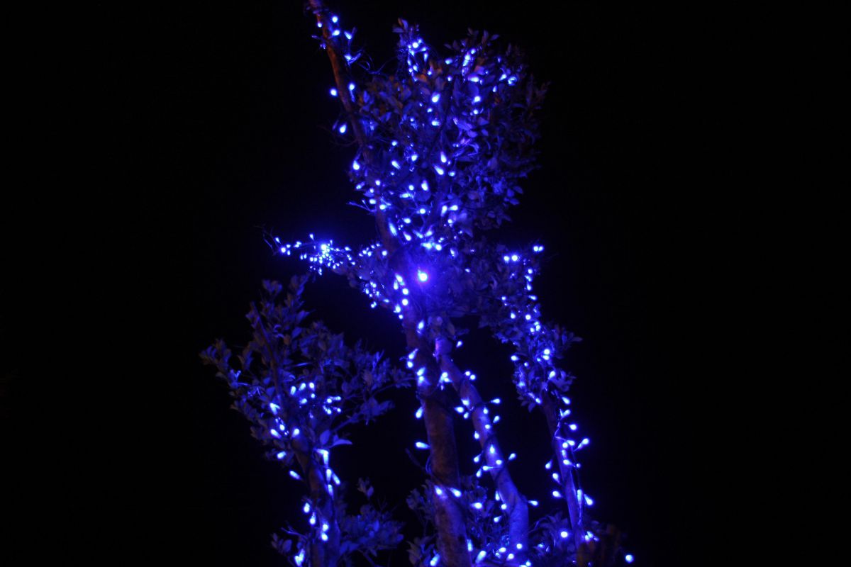 Blue tree | GANREF