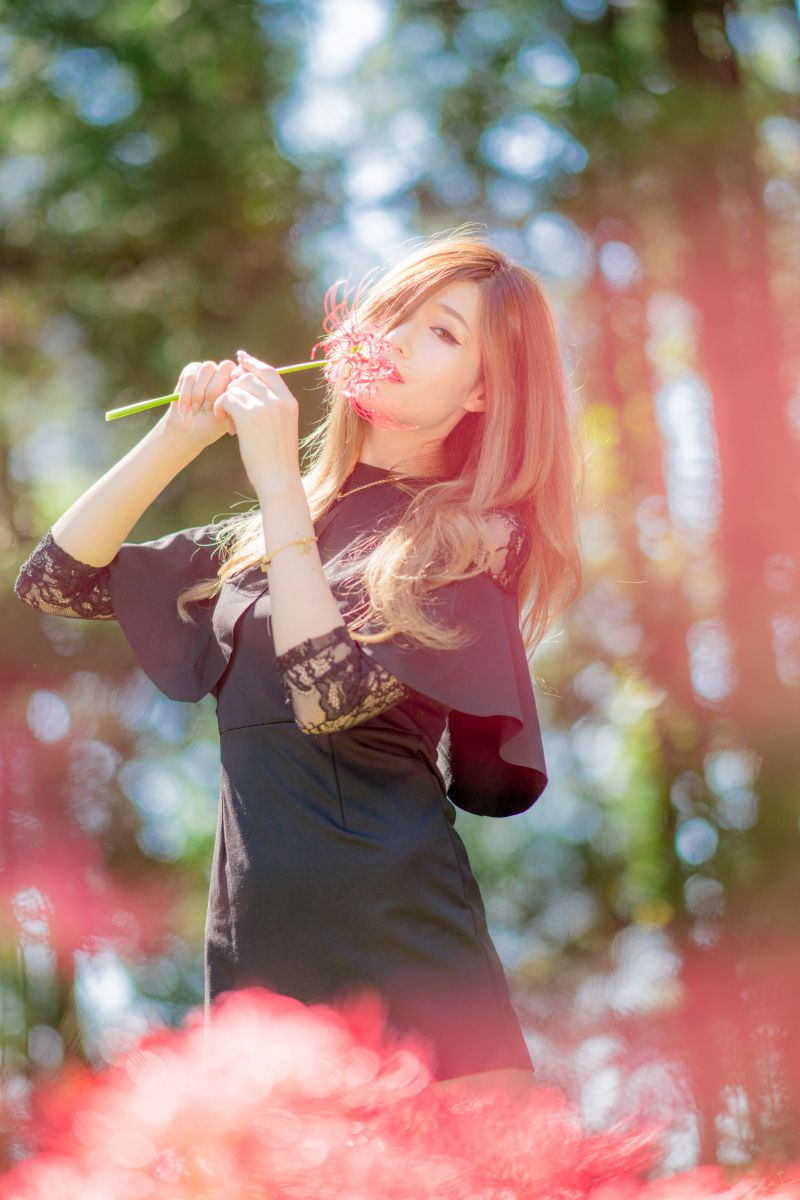 Lycoris radiata | GANREF