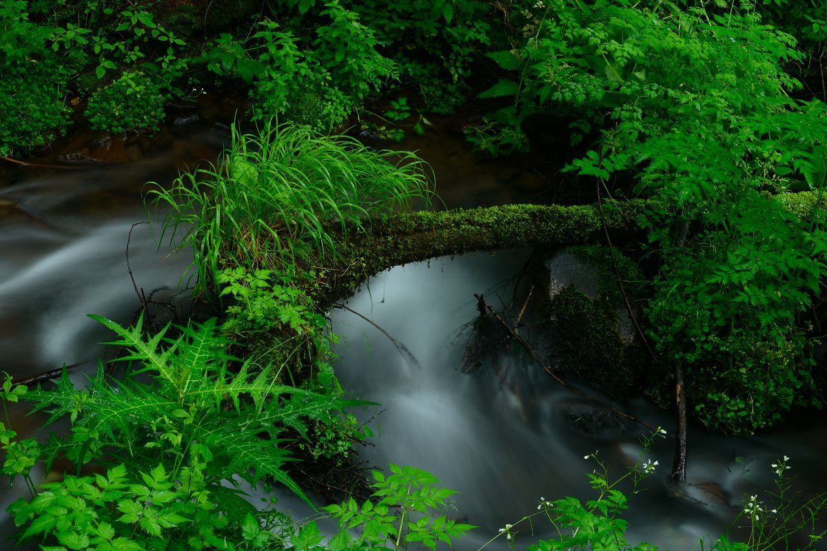 a green☆bone | GANREF