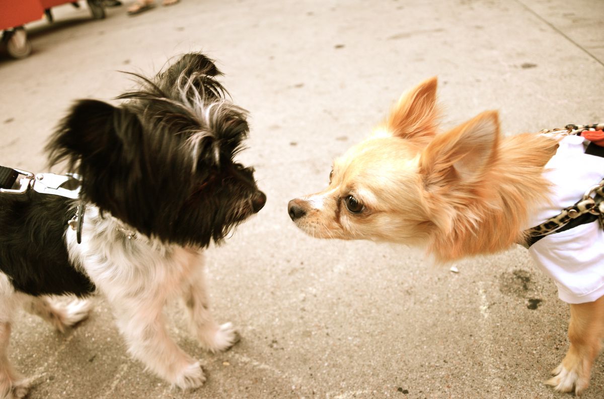 Nice to meet you! | GANREF