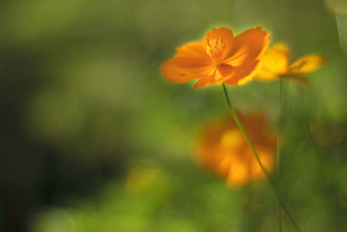 キバナコスモス | GANREF