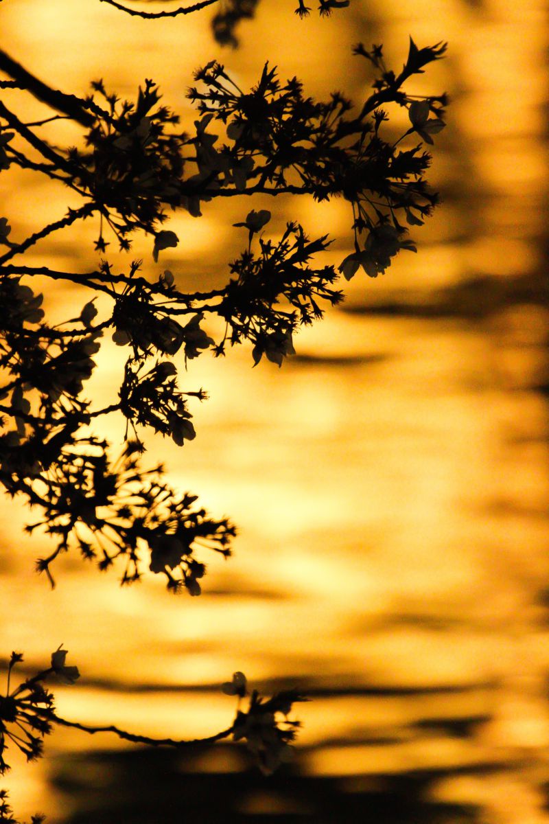 blooming in gold | GANREF