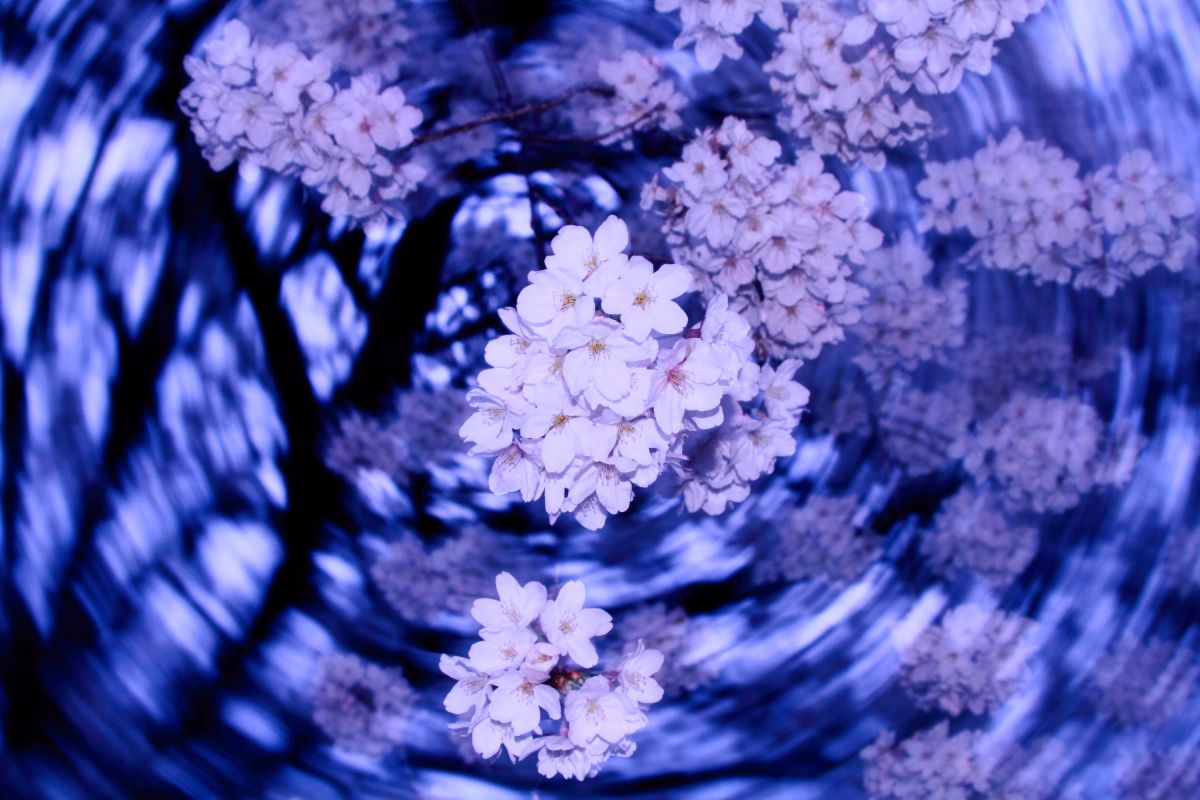 sakura-go-round | GANREF