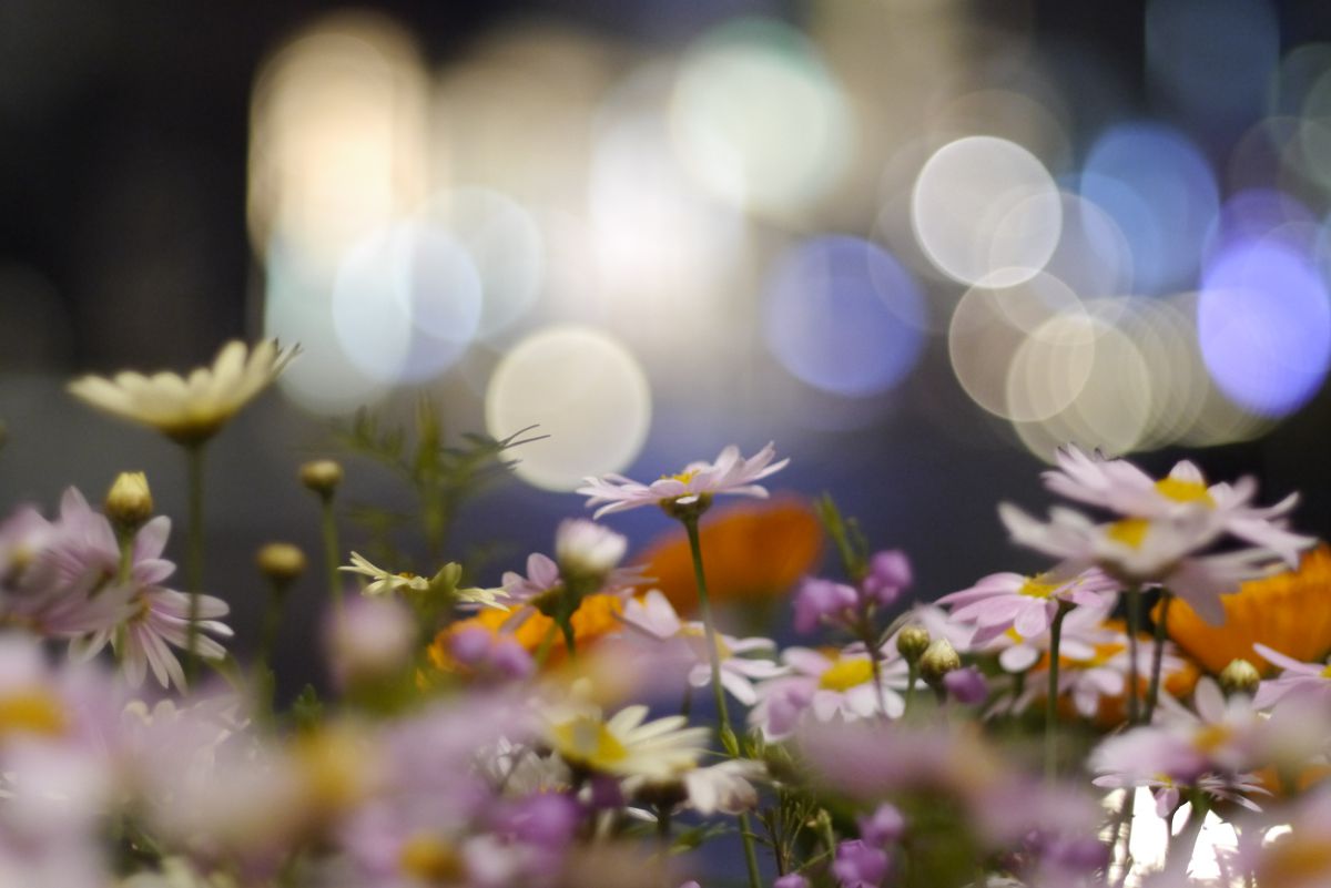 あるがままに | GANREF