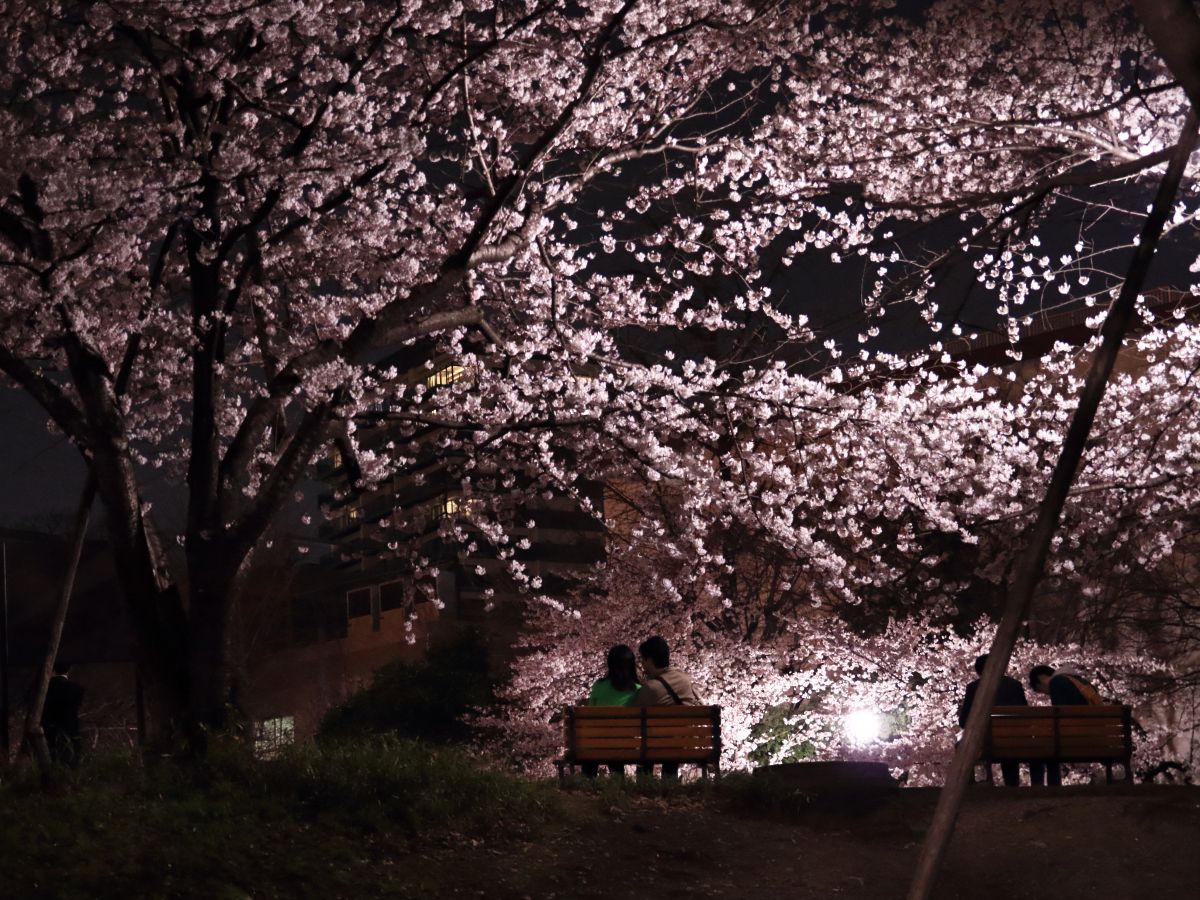 Sakurarium (rate show) | GANREF