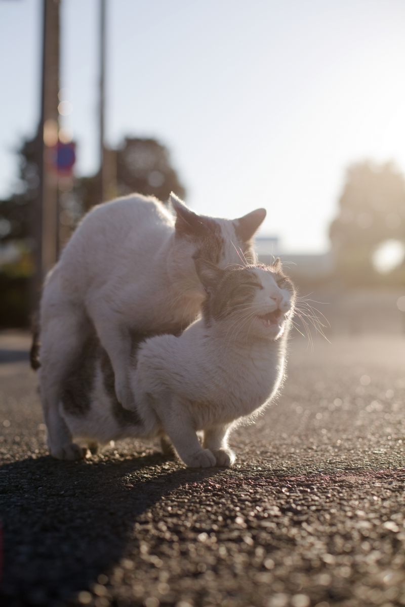 あ～ん！ | GANREF